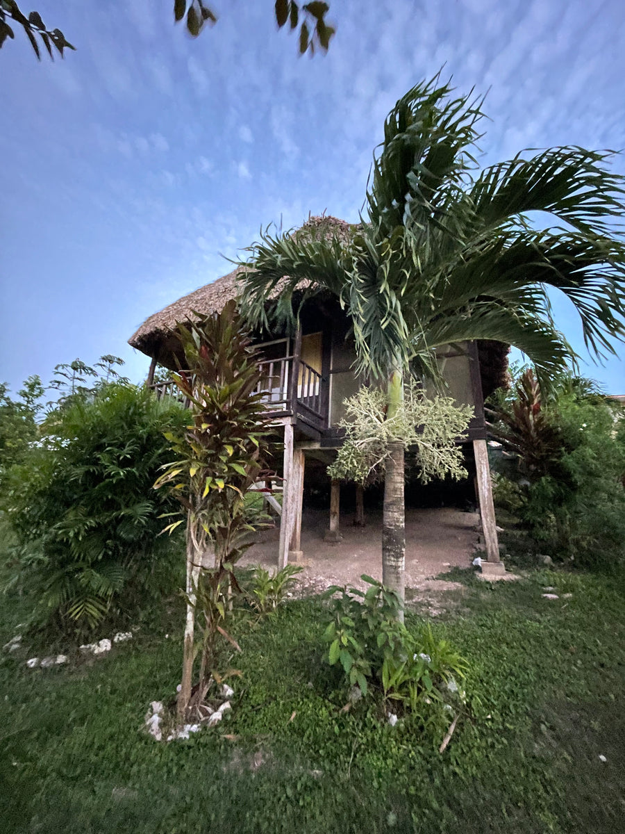 Just a Plain Ole Bird – Amanda Ray Newman